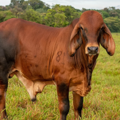 Ganadería Brahman | En San Martin Meta | Hacienda La Macarena
