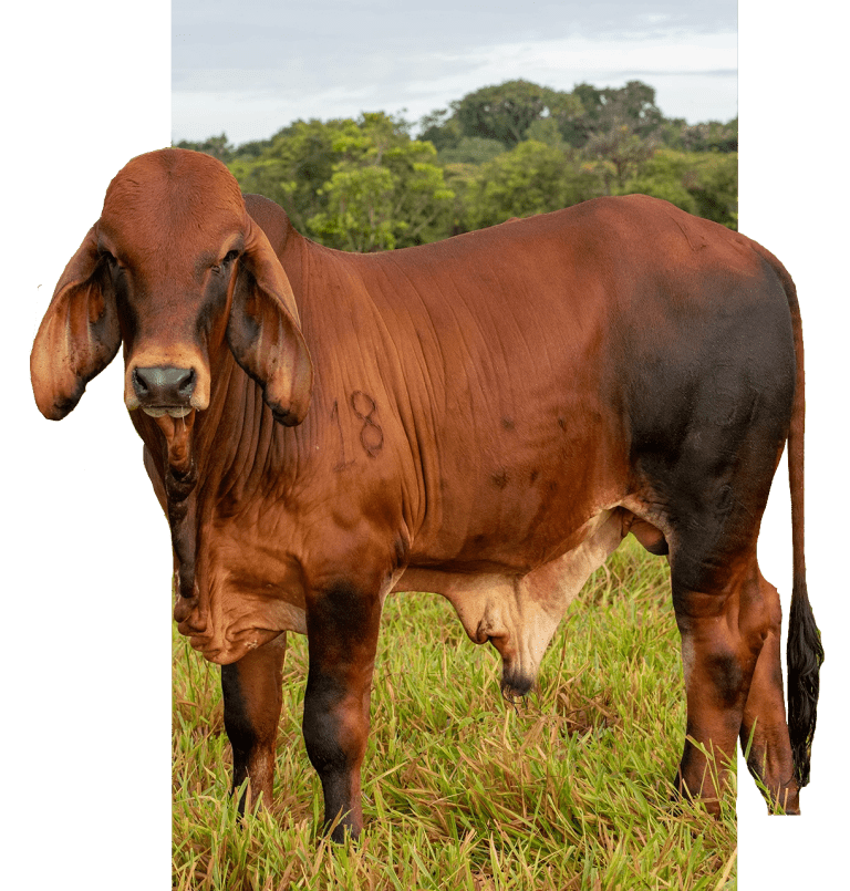 Ganadería Brahman | En San Martin Meta | Hacienda La Macarena